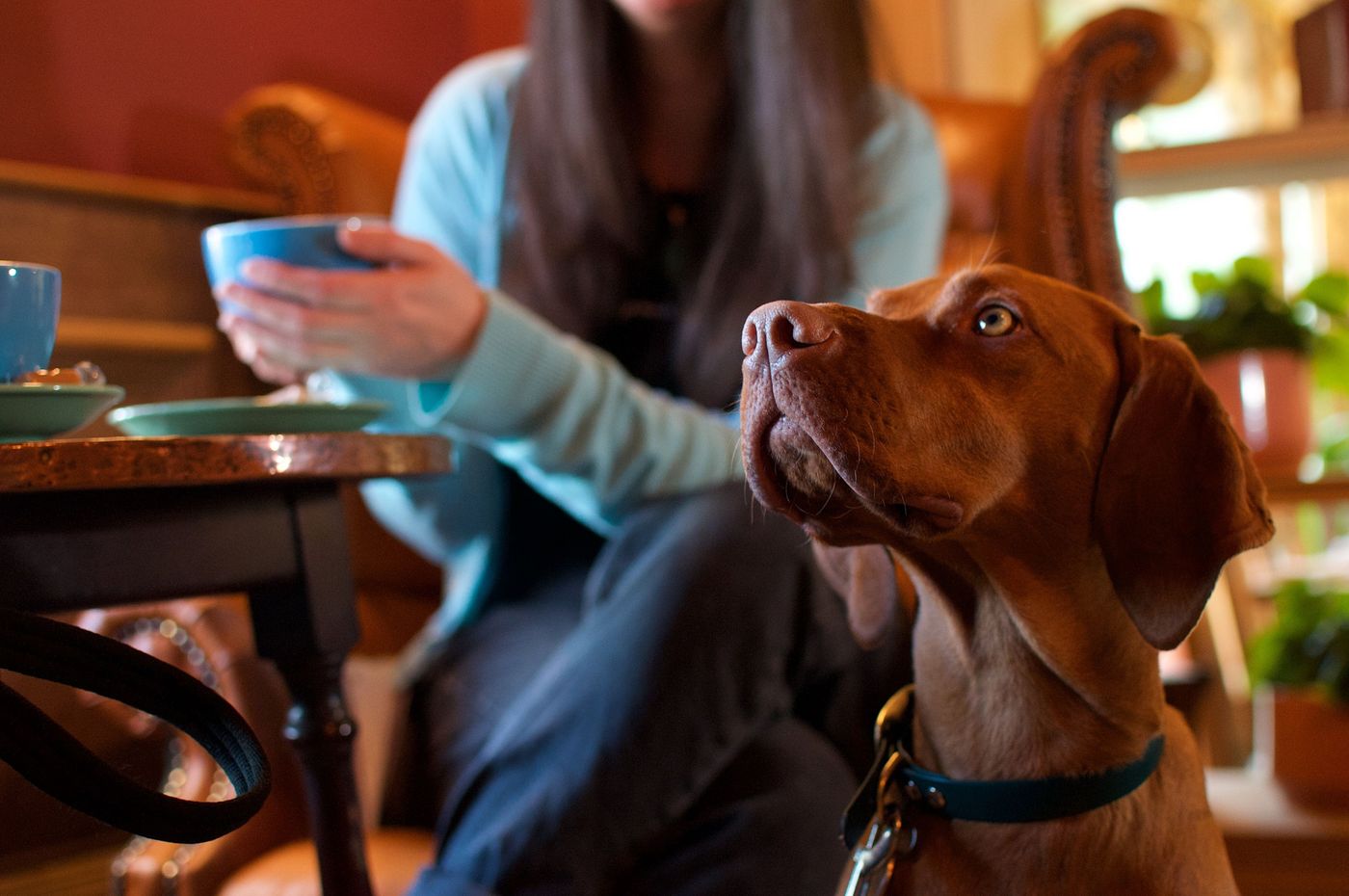 The Angel Inn, Ferndown | Country Pub & Restaurant in Wimborne